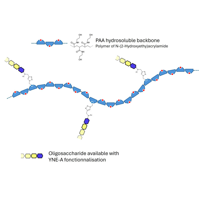 LS-Tetrasaccharide a (LSTa) grafted on polyacrylamide (PAA)