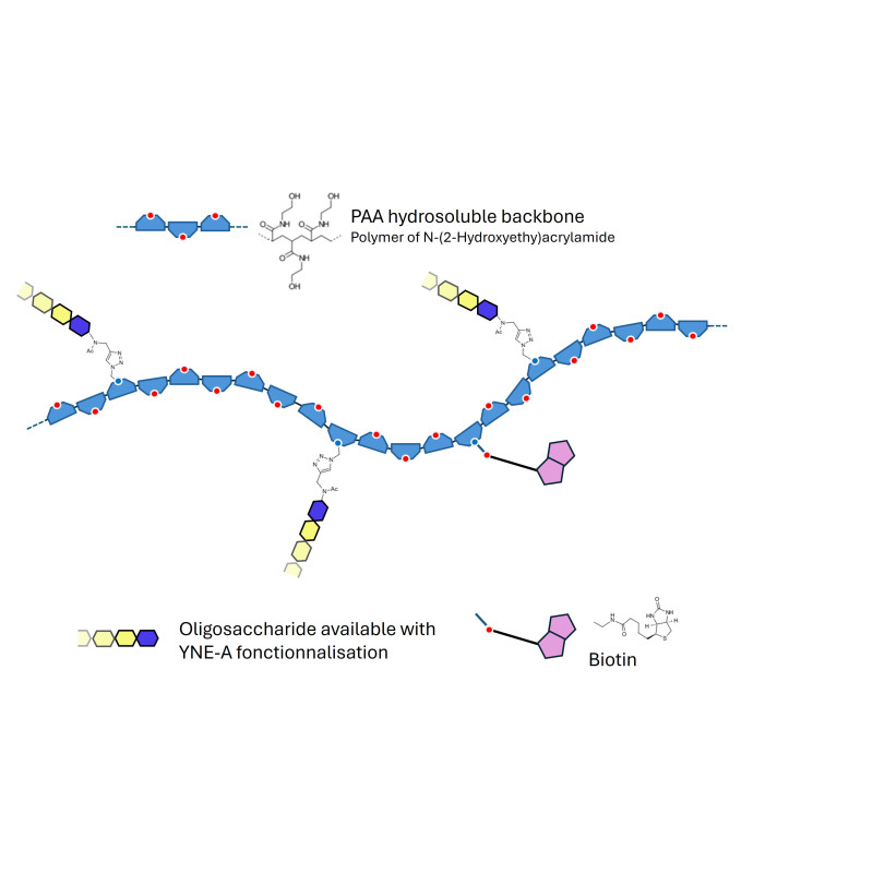 Gb4 Globoside terminal grafted on OVA