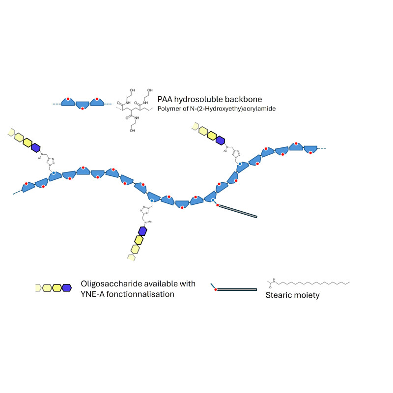 Isoglobo analogue with cyclic di-thiol