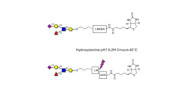Sialyl Lewis x (sLex) pentaose linked to biotin with cleavable linker ...
